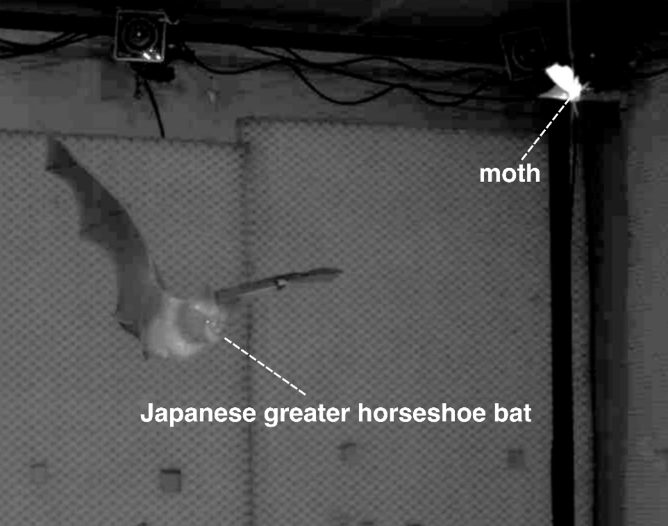 Research News: Target tracking strategy in bats: integration of ...