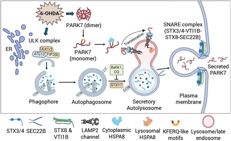 Research News:Autophagy and Lysosomal Pathways Orchestrate Unconventional Secretion of Parkinson ...